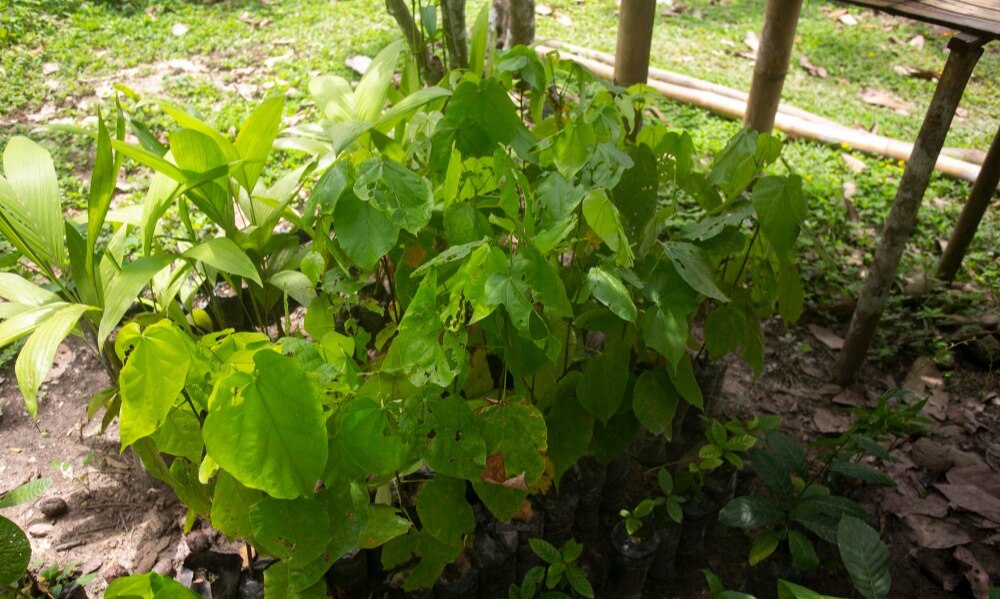 The Ayahuasca Plant: Usage, Effects, and Research
