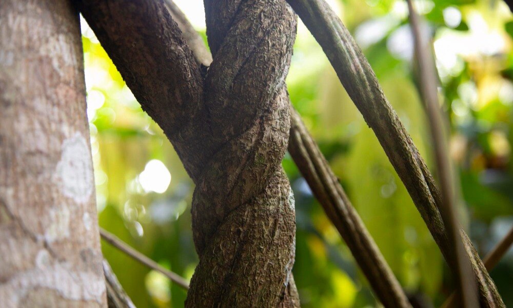 The Ayahuasca Plant: Usage, Effects, and Research